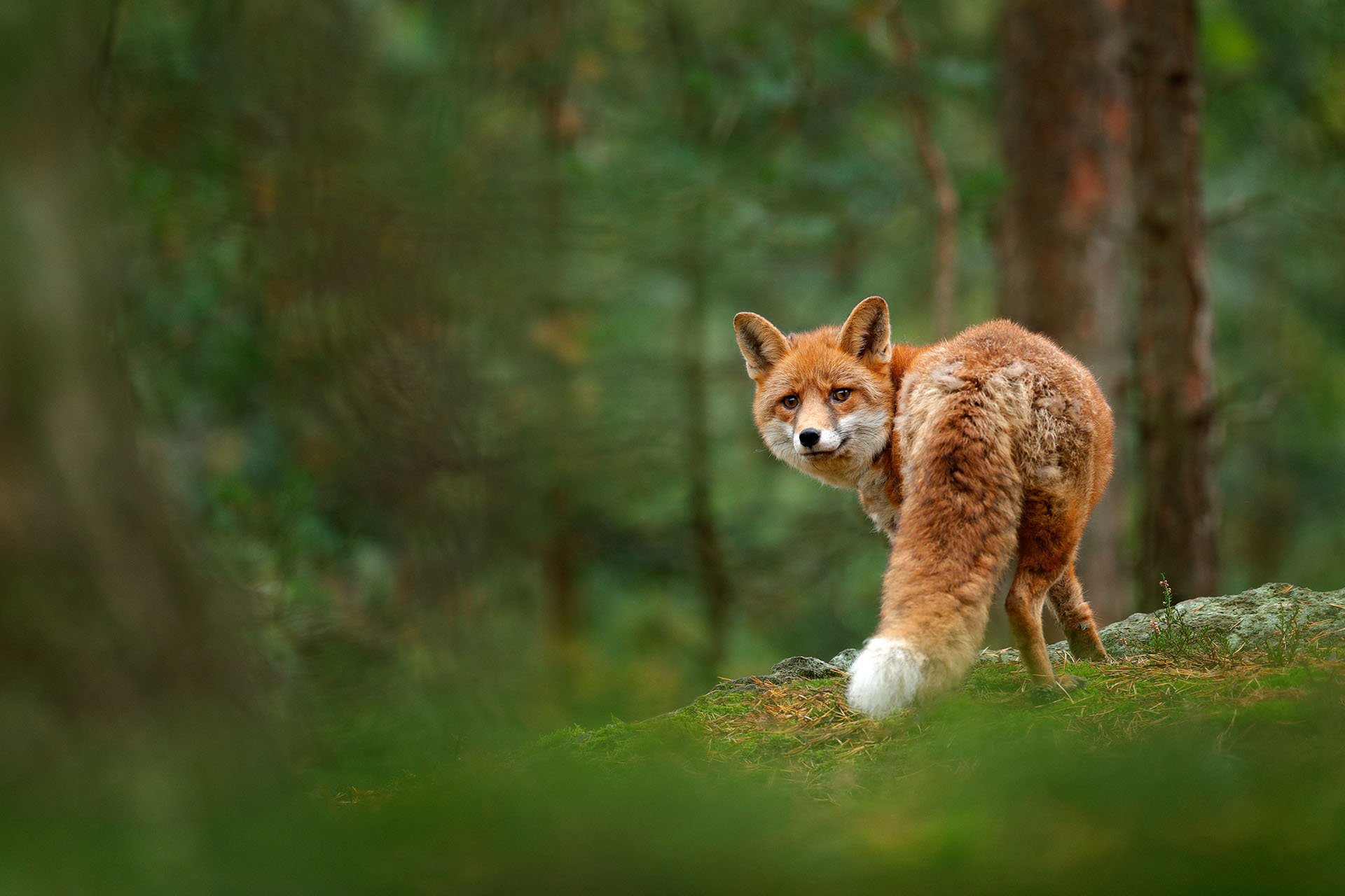 Rowan Fox - Premium Payroll